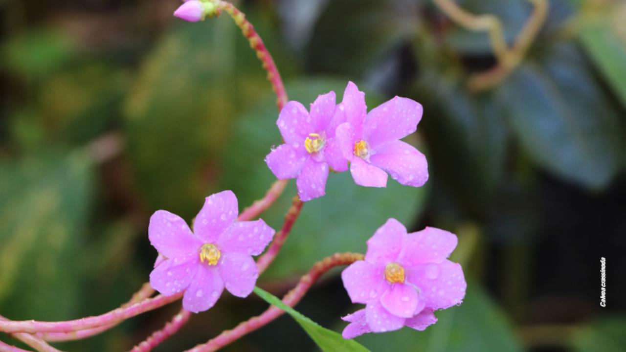 Universidade de Coimbra - Universidade de Coimbra - Universidade de Coimbra